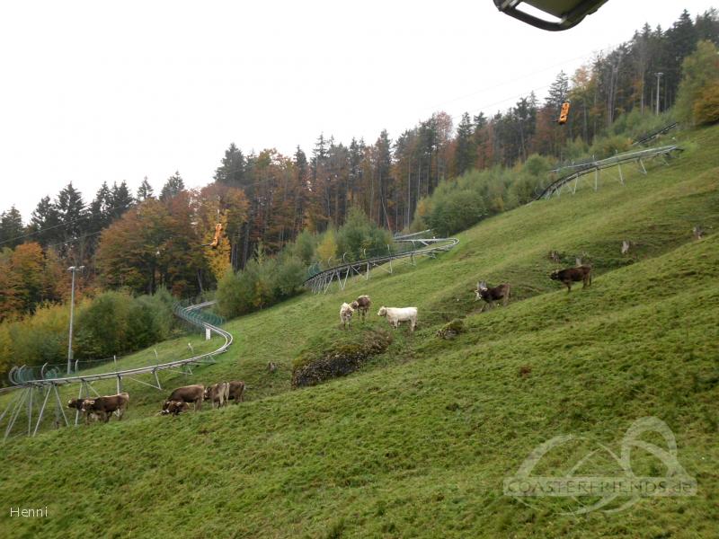 Alpsee Coaster im Parkcheckpoint für Freizeitparks und Achterbahnen